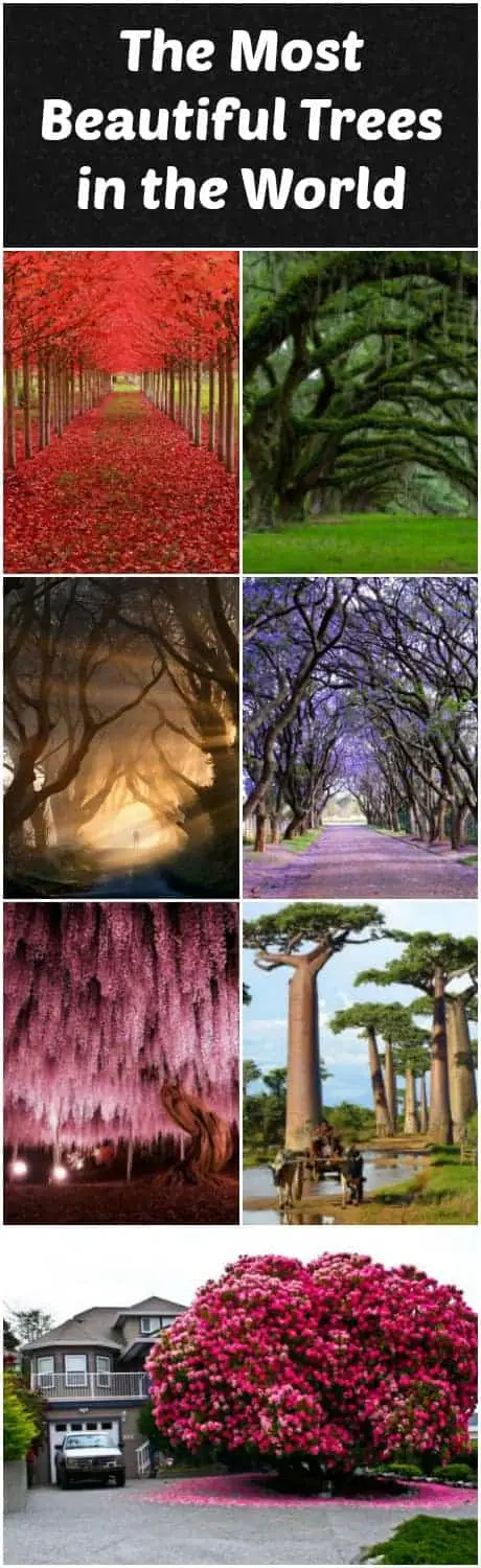 The Most Beautiful Trees in the World - 1001 Gardens