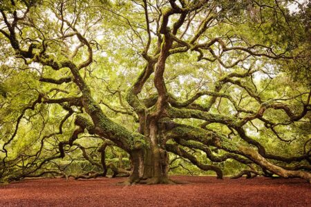 The Most Beautiful Trees in the World - 1001 Gardens