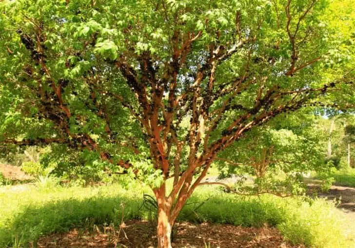 Jabuticaba - the Beautiful Tree That Grows the Fruit on Its Trunk - 1001 Gardens