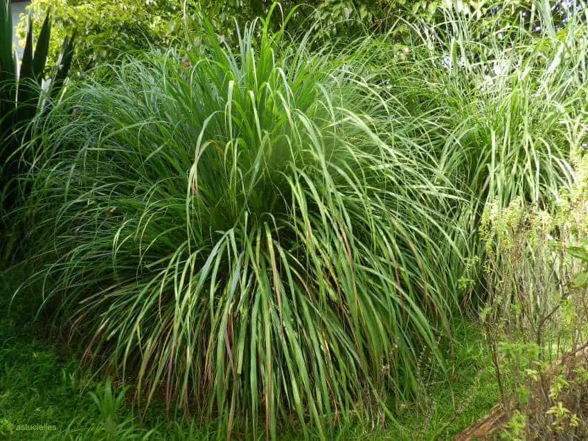 12 Natural Mosquito Repellent Plants - 1001 Gardens