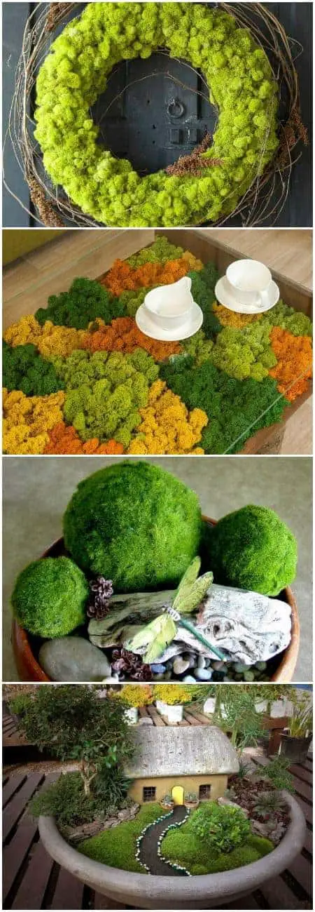 30 Best Moss Decor Ideas - 1001 Gardens