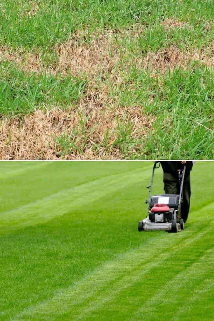 Common Causes For Sick Lawns - 1001 Gardens