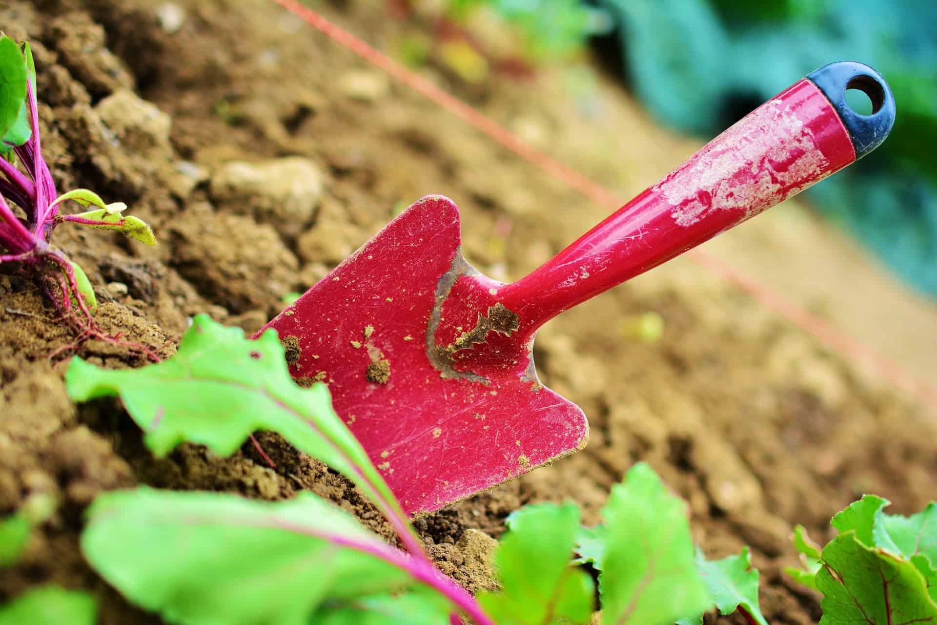 20 Must-Have Gardening Tools Every Gardener Needs: The Complete list ...