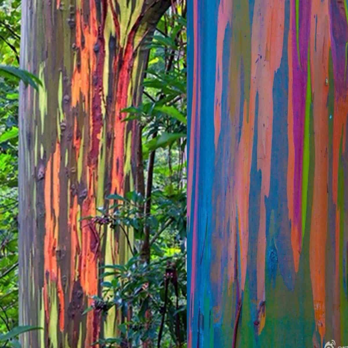 The Rainbow Eucalyptus: An Unusual Tree With a Multicoloured Trunk ...