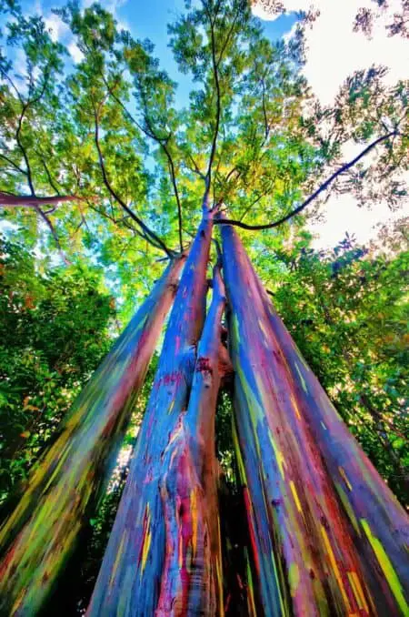 The Rainbow Eucalyptus: An Unusual Tree With a Multicoloured Trunk ...