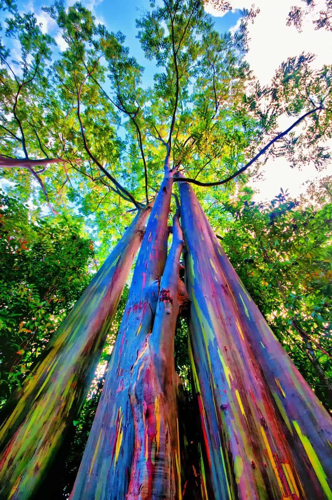 The Rainbow Eucalyptus: An Unusual Tree With a Multicoloured Trunk ...