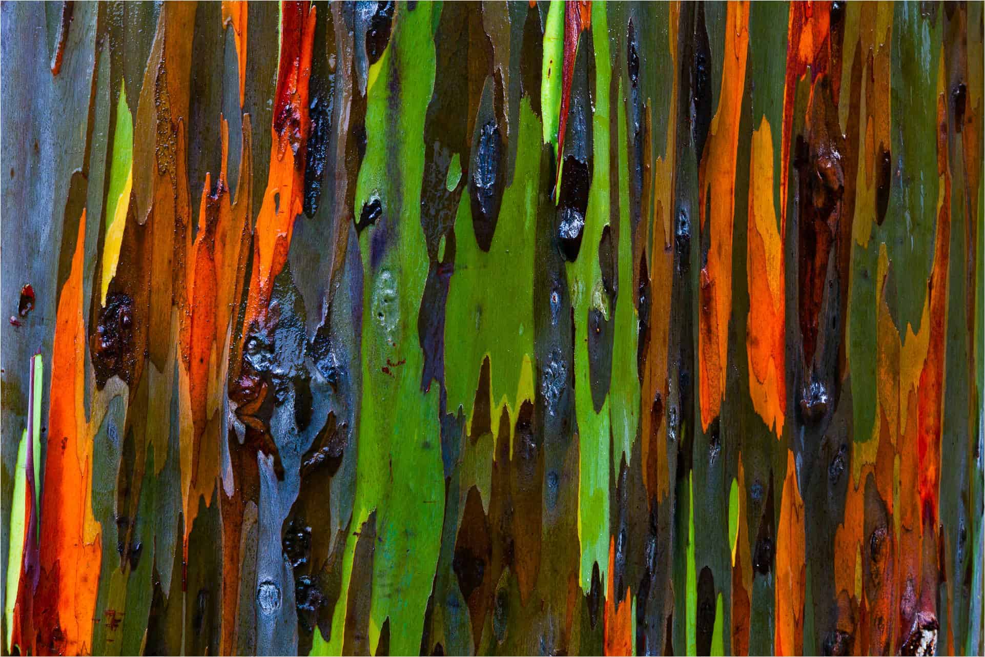The Rainbow Eucalyptus: An Unusual Tree With a Multicoloured Trunk ...