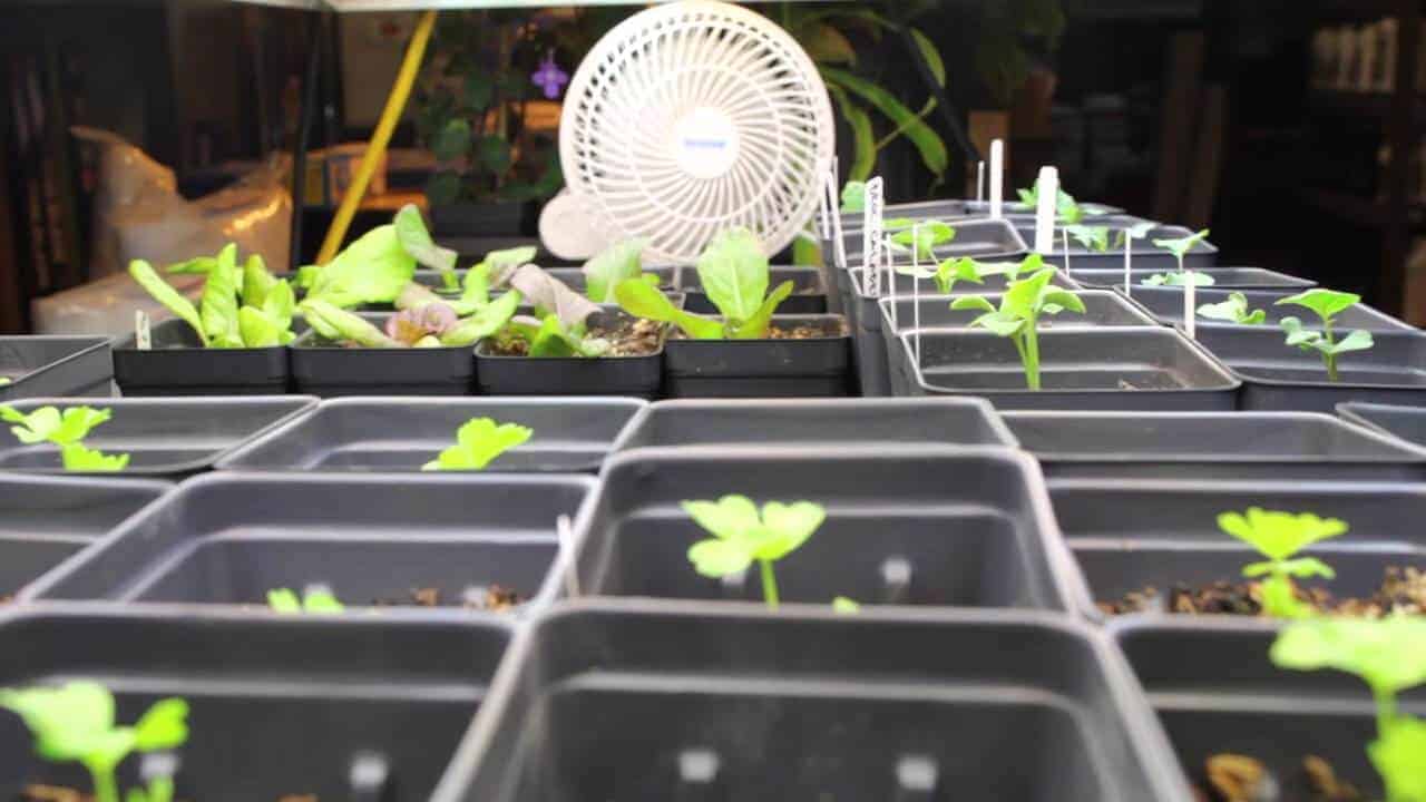 The Grow Tent Set-Up and Why You Should Use a Fan - 1001 Gardens