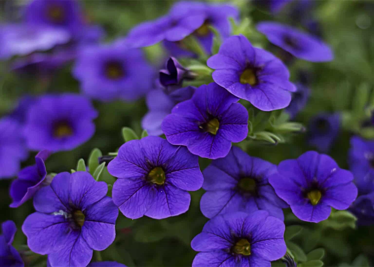 Six Plants That Repel Bugs from Your Garden - 1001 Gardens