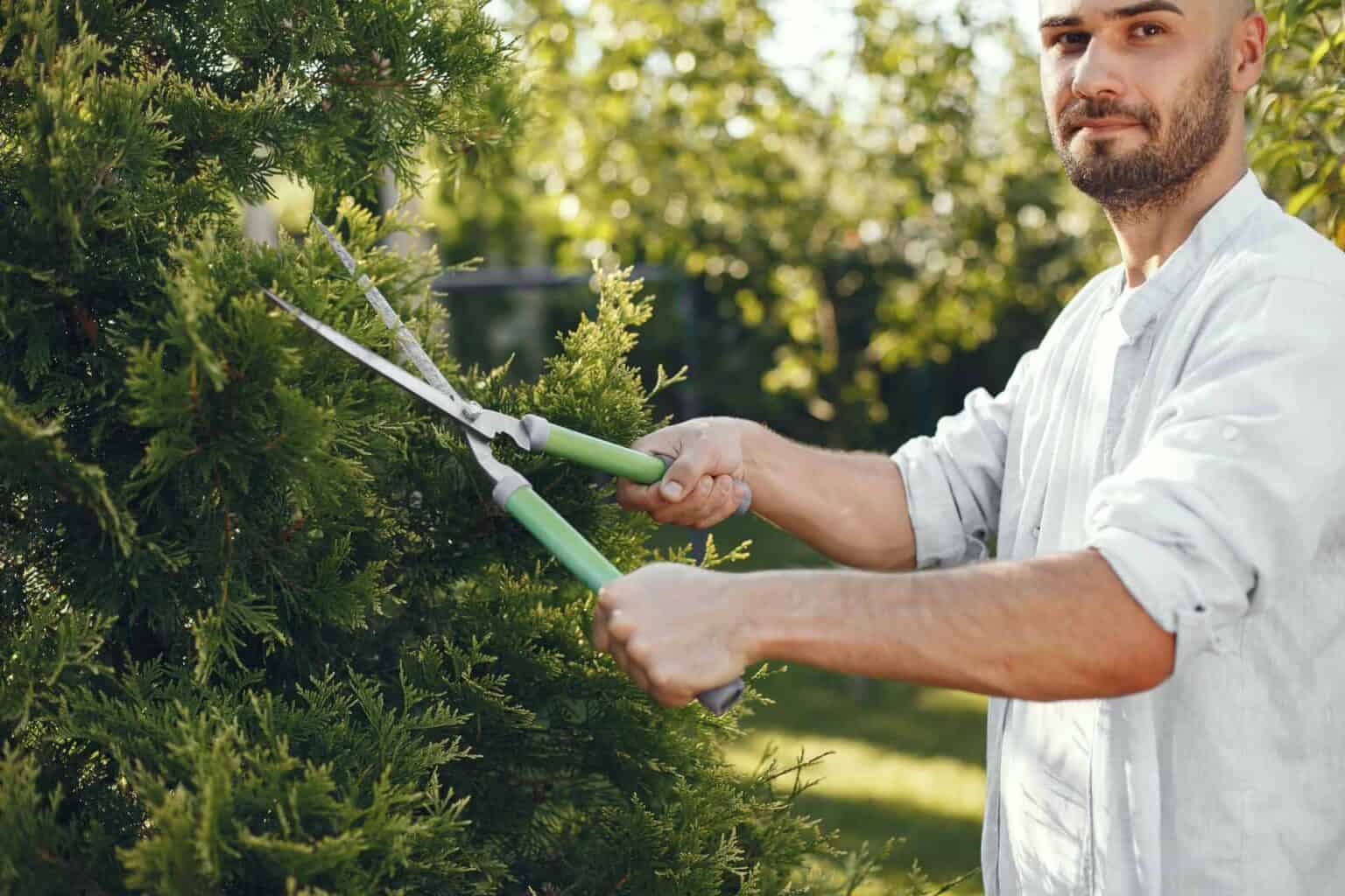 A Beginners Guide to Tree Pruning - 1001 Gardens