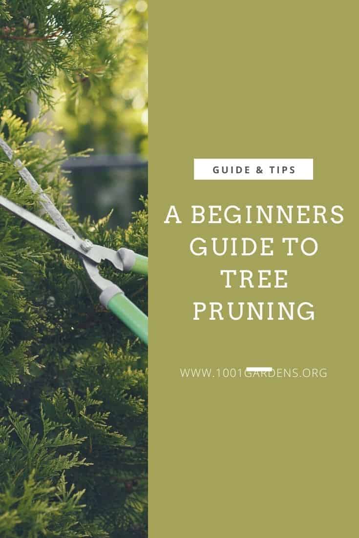 A Beginners Guide to Tree Pruning - 1001 Gardens
